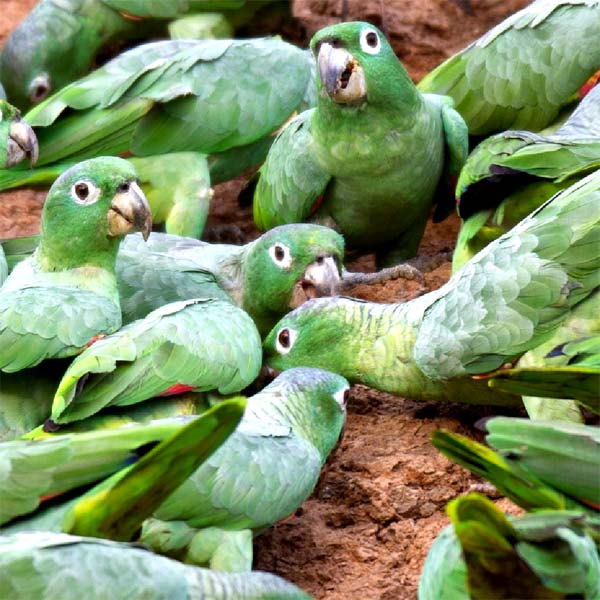 Peru | Distinctive Americas